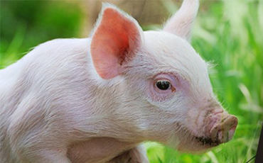 The Little Pig: An Extract From Brian Sherman's Memoir - Voiceless