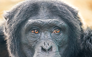 Animals: Things or Persons? Voiceless in Conversation with Professor ...