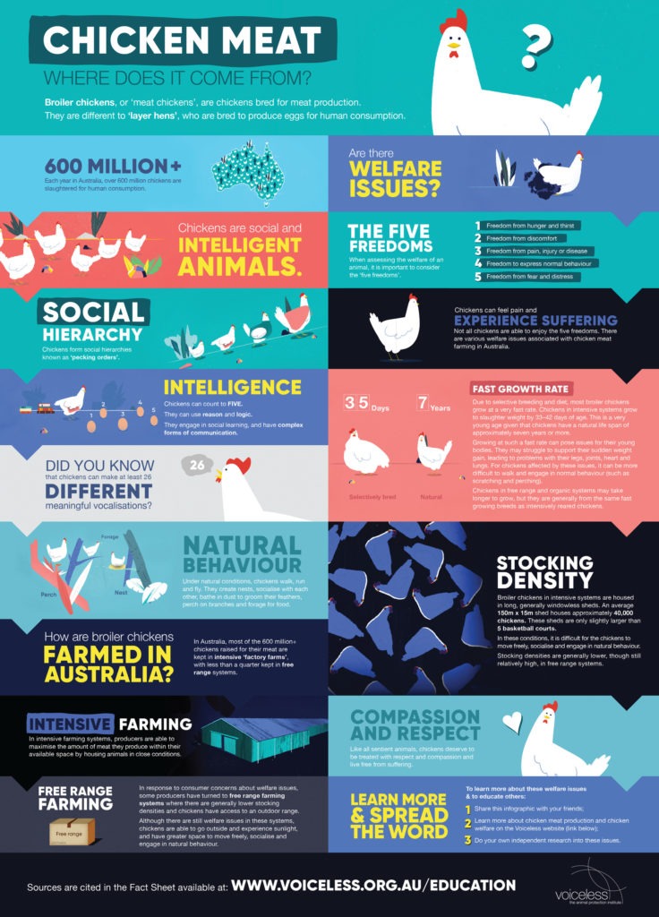 Broiler Chicken Infographic - Voiceless