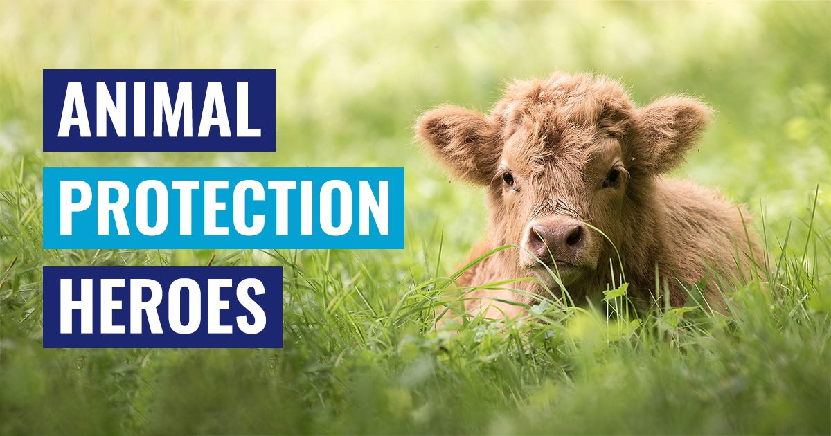 Animal Protection Heroes - Voiceless