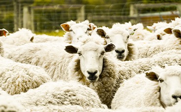 Live Export: Lesson 4 Geography, Yr 9 - Voiceless