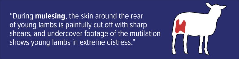 The Ethics of Wool - Beyond Mulesing - Voiceless